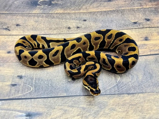 Leopard YB Het Puzzle Ball Python by Steve's Morphs