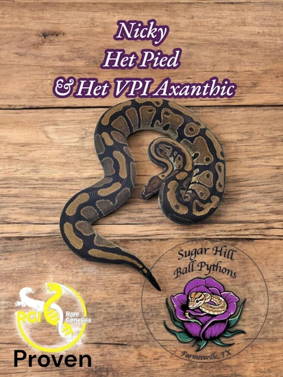 Het Axanthic (VPI) Het Piebald Ball Python by Sugar Hill Ball Pythons