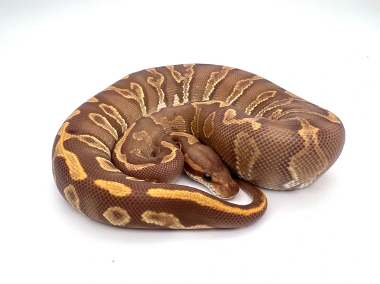 Leopard Blackhead GHI YB Ultramel Het Clown Ball Python by Summit Xotic ...