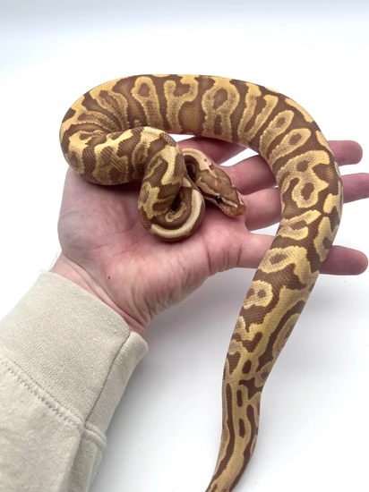 GHI YB Leopard Spotnose Ultramel Ball Python by Summit Xotic Reptiles