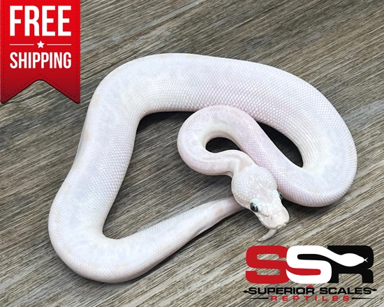 Blue Eyed Leucistic (BEL) -- Bamboo Combo (FREE SHIPPING!!) Ball Python ...