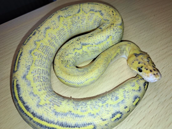 Orangedream Highway Clown Ball Python by KR. Royals