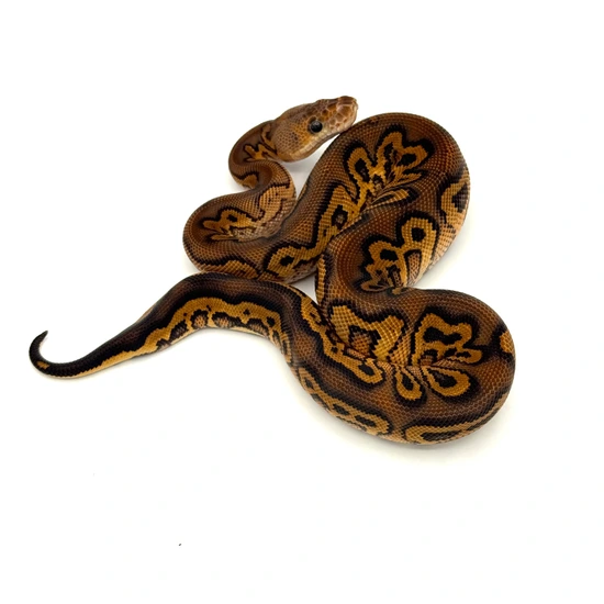 Black Pastel Red Stripe Yellow Belly Clown Ball Python by TallGrass ...