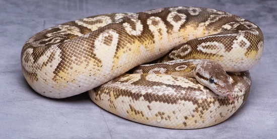 Calico GHI Granite HGW Lucifer Pastel YB Ball Python by Screaming Morphs