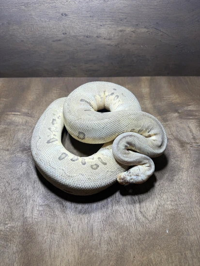 PAIRED Super Pastel Clown Ball Python by Taylor’s serpents