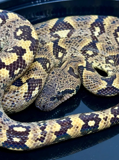 Madagascar Tree Boa (Sanzinia Volontany) Other Tree Boa by House of the ...