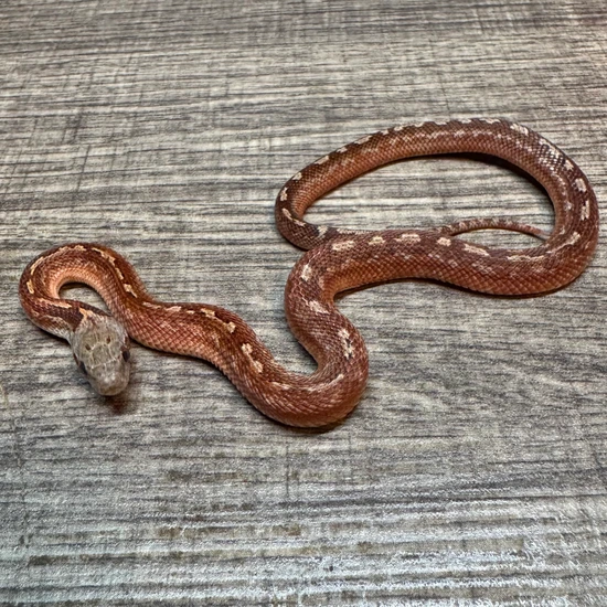 Bloodred Piedside Tessera Het Blizzard Corn Snake by Terra-Fauna Exotics