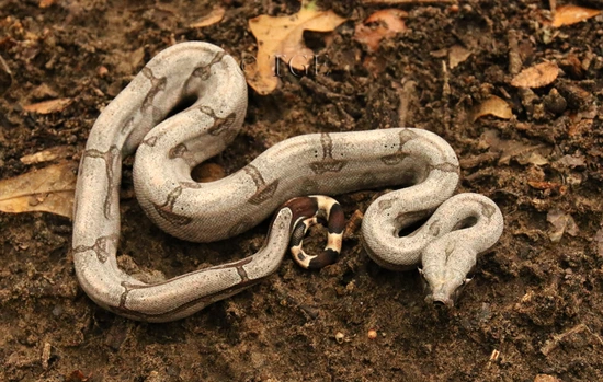 True Bolivian Silverback Boa (Barry Miller Line) Short-Tailed Boa ...