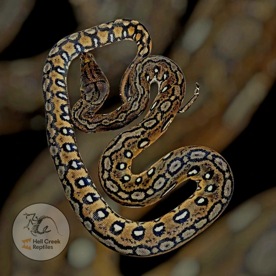 Aztec Sunfire 66% Het Albino Reticulated Python by Hell Creek Reptiles