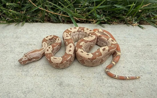 RC Pastel IMG VPI T+ Jungle Boa Constrictor by Richard Ceniceros Reptiles