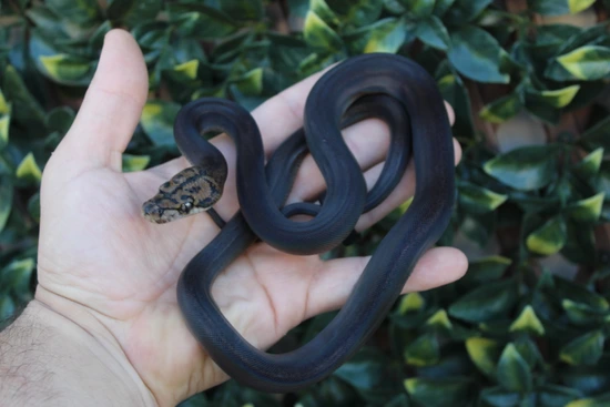25% Kalatoa Motley Goldenchild Het Anery Ph Snow Reticulated Python by ...