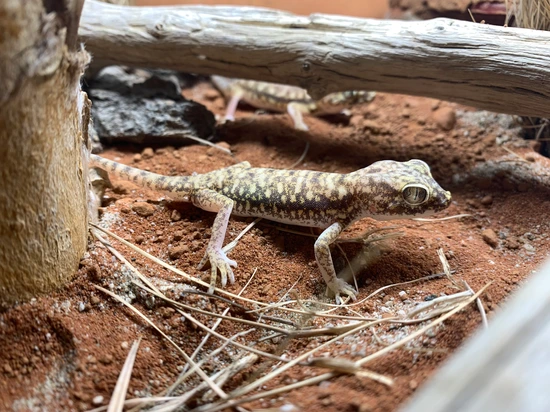 Egyptian Sand Geckos (Stenodactylus Petrii) More Gecko by Juan