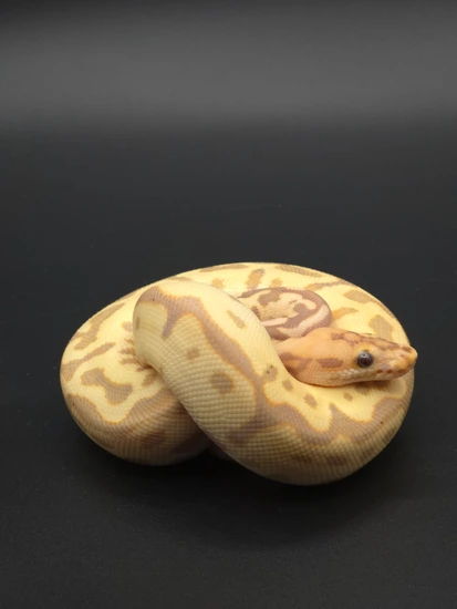 Banana Spotnose Leopard Clown Ball Python by The Lab Reptiles