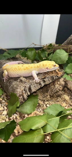 W&Y Tremper Leopard Gecko by Nealon Reptiles