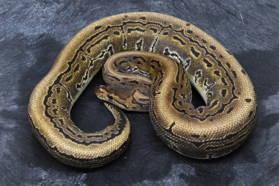 Pinstripe Puzzle Ball Python by TJW exotics