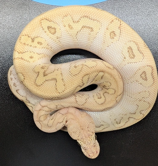 GHI Pastel Lesser Asphalt Clown Ball Python by Shellback