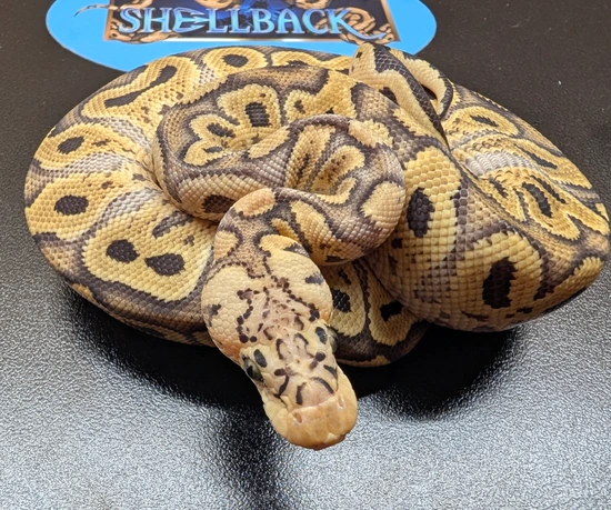 Pastel GHI Enchi Asphalt Clown Ball Python by Shellback