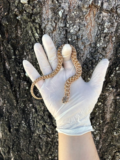 Double Het Snow Western Hognose by Top Tier Genetics