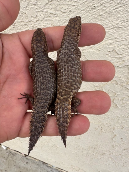 Probable Pair Gidgee Skink More Skink by Heirloom Herpetoculture