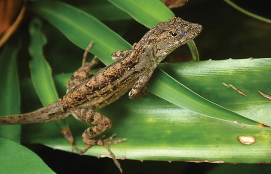 Live Feeder Brown Anoles by ColorPop Chameleons