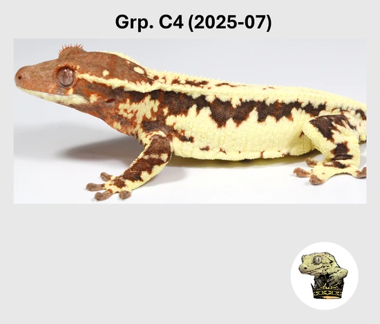 Super NICE Frappuccino! Crested Gecko by Troy's Geckos, Inc.