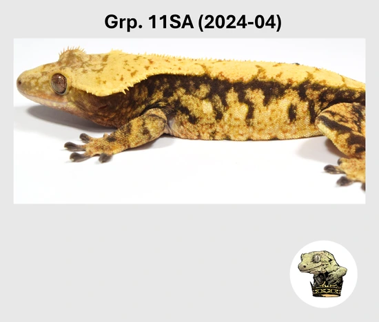 Super Cool Extreme Harlequin Halloween Crested Gecko! by Troy's Geckos ...