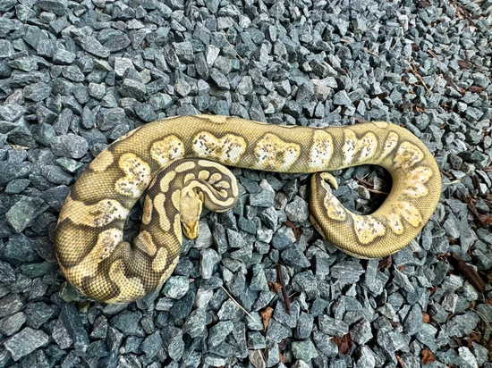 Hypo Pastel Calico Ball Python by Wayne grandy