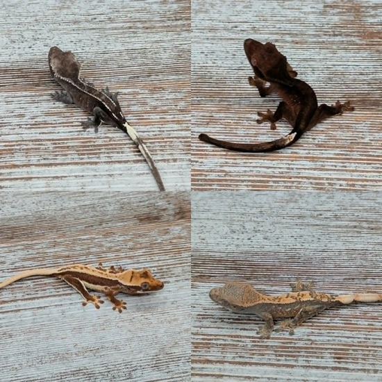 ***High End Gecko Bundle*** Crested Gecko by Wicked Arboreals