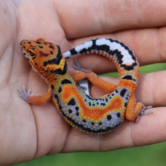 Clown Line Tangerine Bold 🎪 Leopard Gecko by Wildcard Geckos