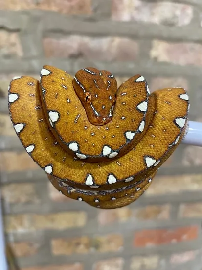 Cyclops Green Tree Python by Windy City Chondros
