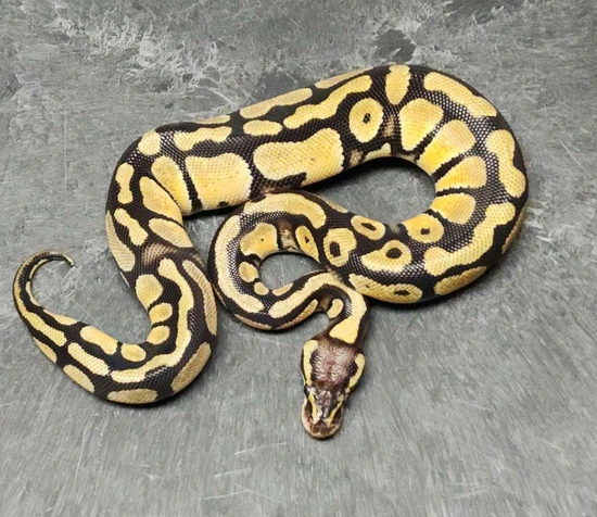 Pastel/Enchi/HET DG/HET Cryptic Ball Python by Python Antics