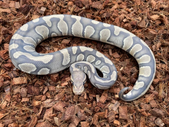 Hypo Chocolate Ball Python by Wrapped Up Reptiles