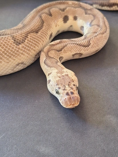 Pastel Clown Het Desert Ghost Ball Python by WTWreptiles