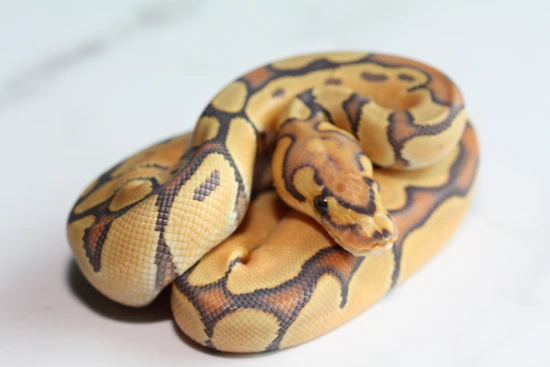 OD Enchi Hypo Clown Ball Python by Matt Yates Reptile Co