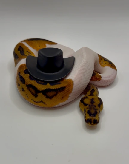 Clown Pied Ball Python by Yeehaw Balls