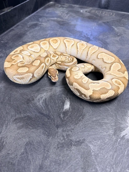 1.1 Het Paint Clown Project Ball Python by State 48 Exotics