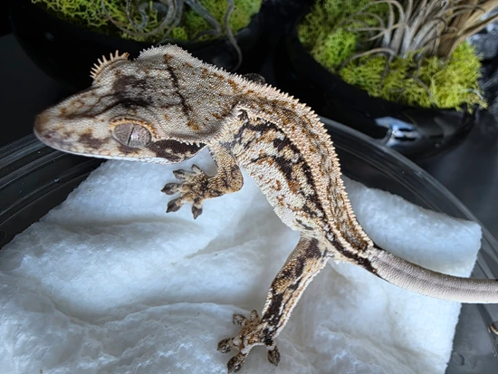 Niffin X Yoko - Boba Tricolor Male Crested Gecko by ZenGex