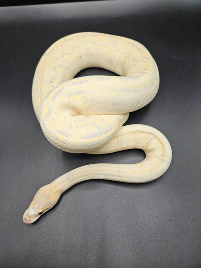 PB Highway Clown Ball Python by ZM Exotics